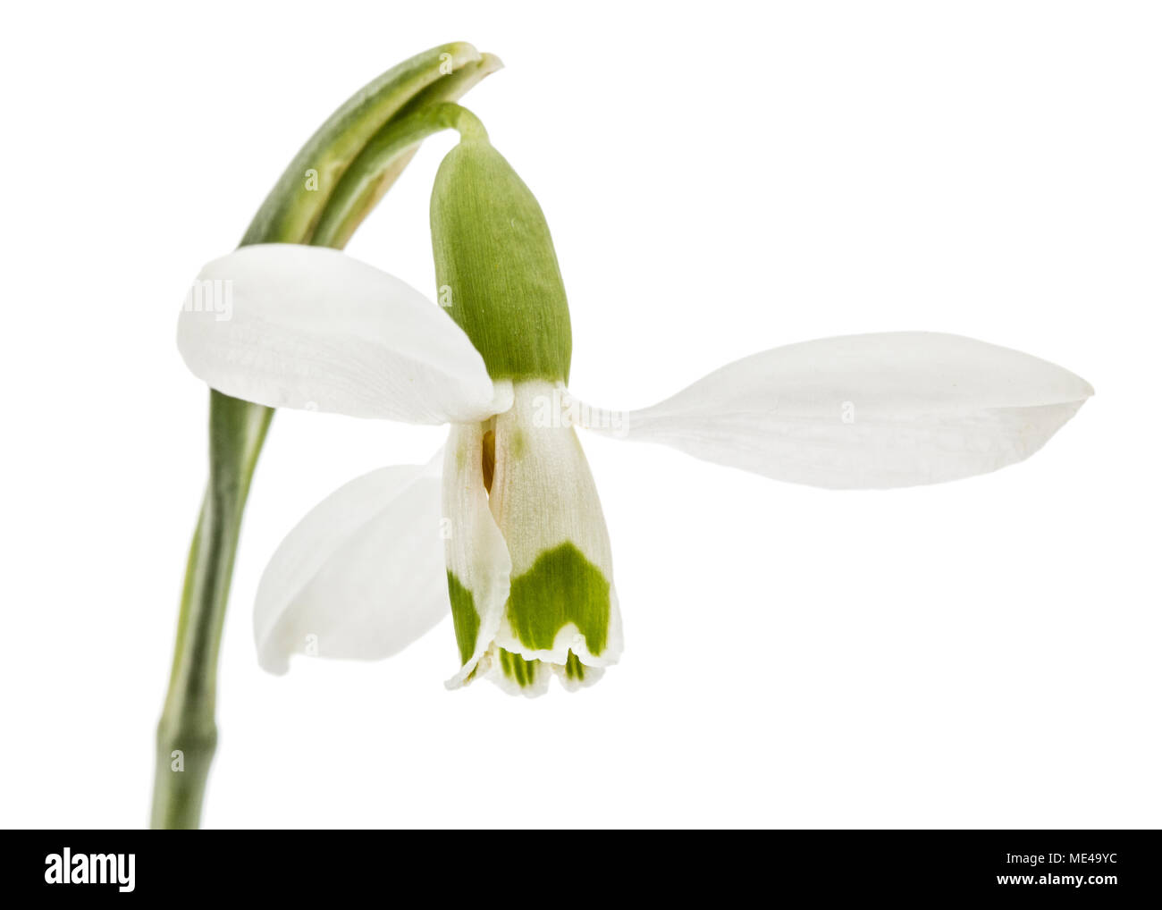 Flower of snowdrop isolated on white background Stock Photo - Alamy