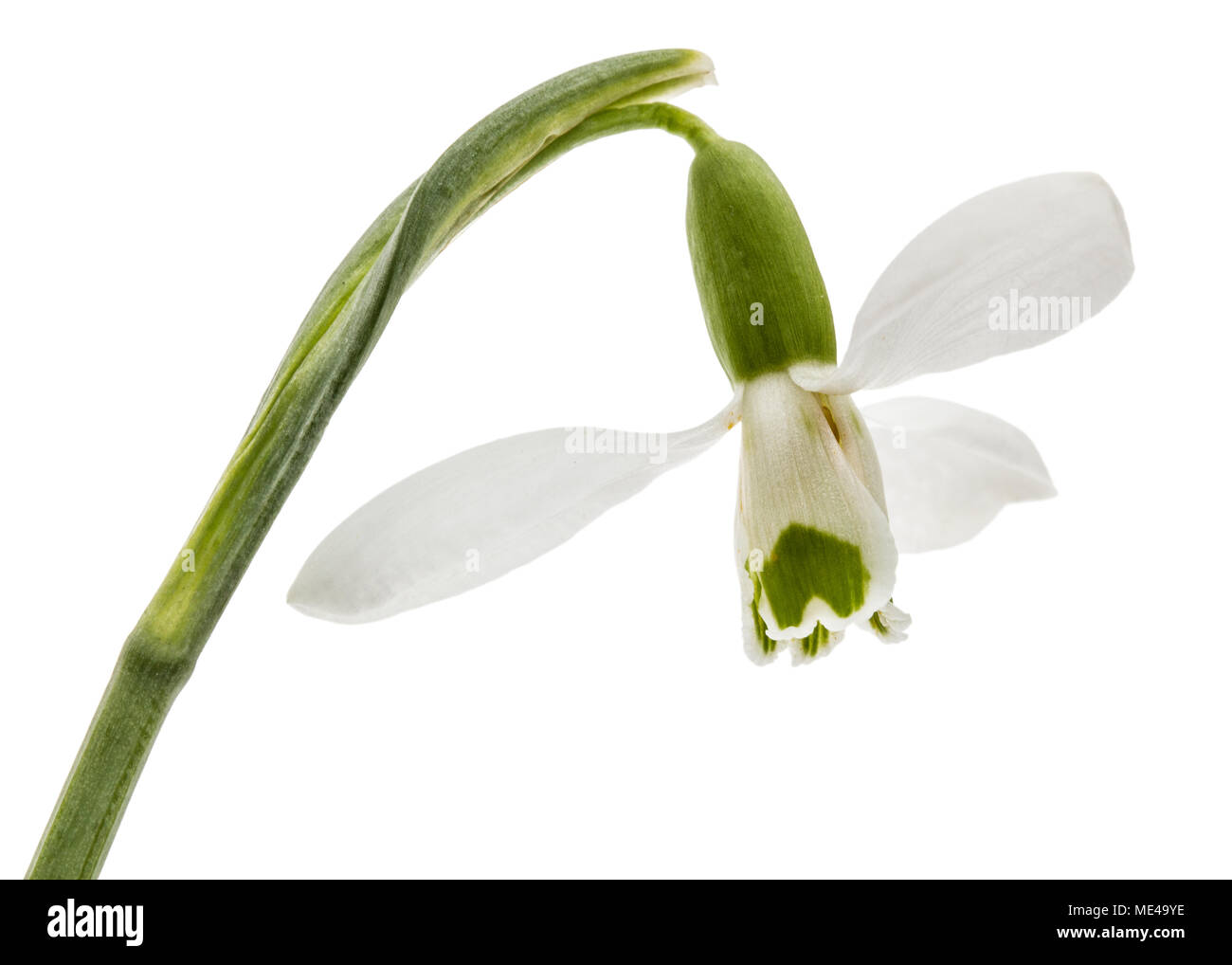Flower of snowdrop isolated on white background Stock Photo - Alamy
