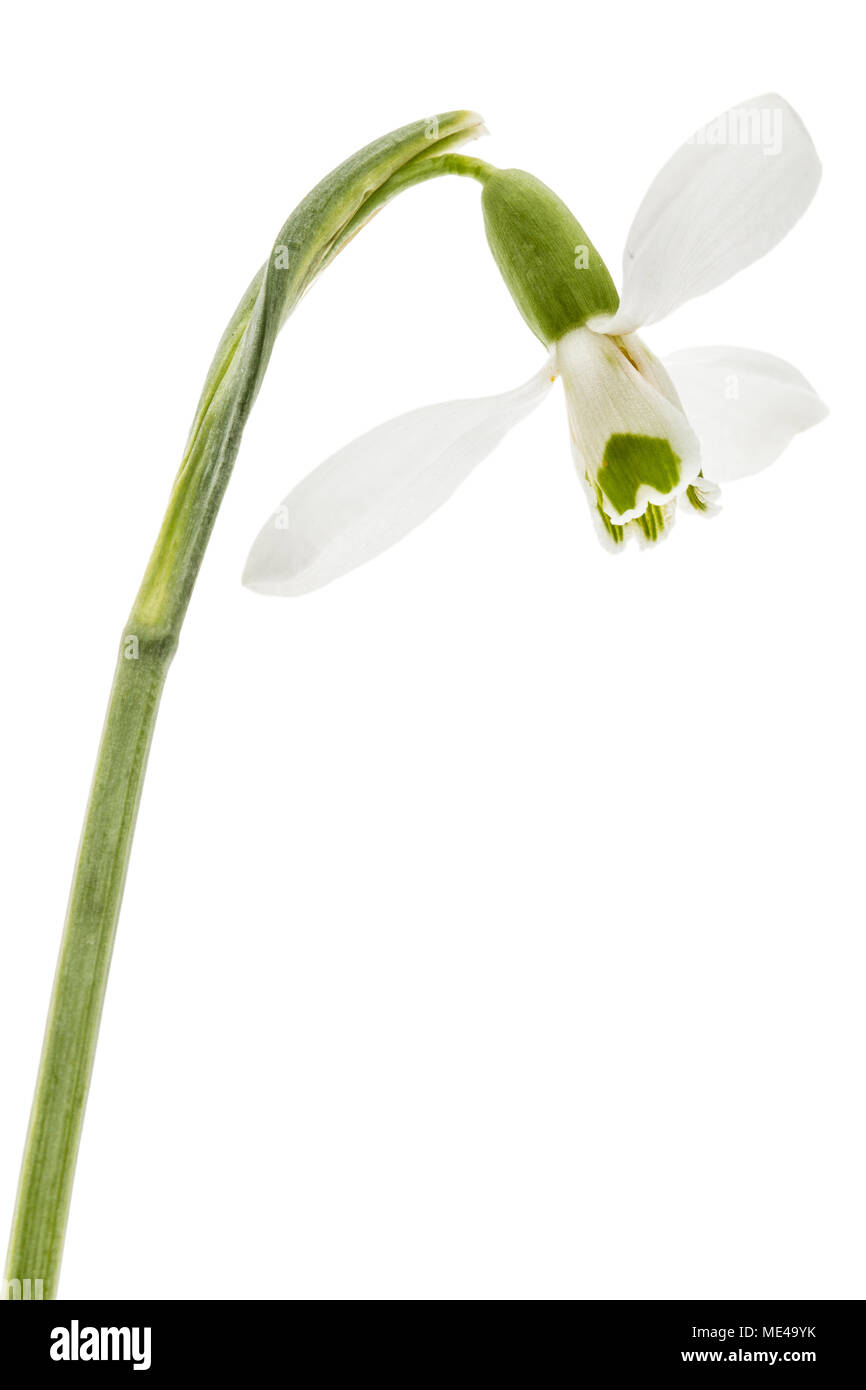 Flower of snowdrop isolated on white background Stock Photo - Alamy