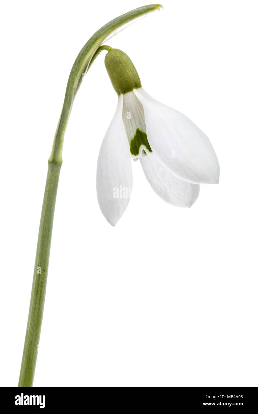 Flower of snowdrop isolated on white background Stock Photo - Alamy
