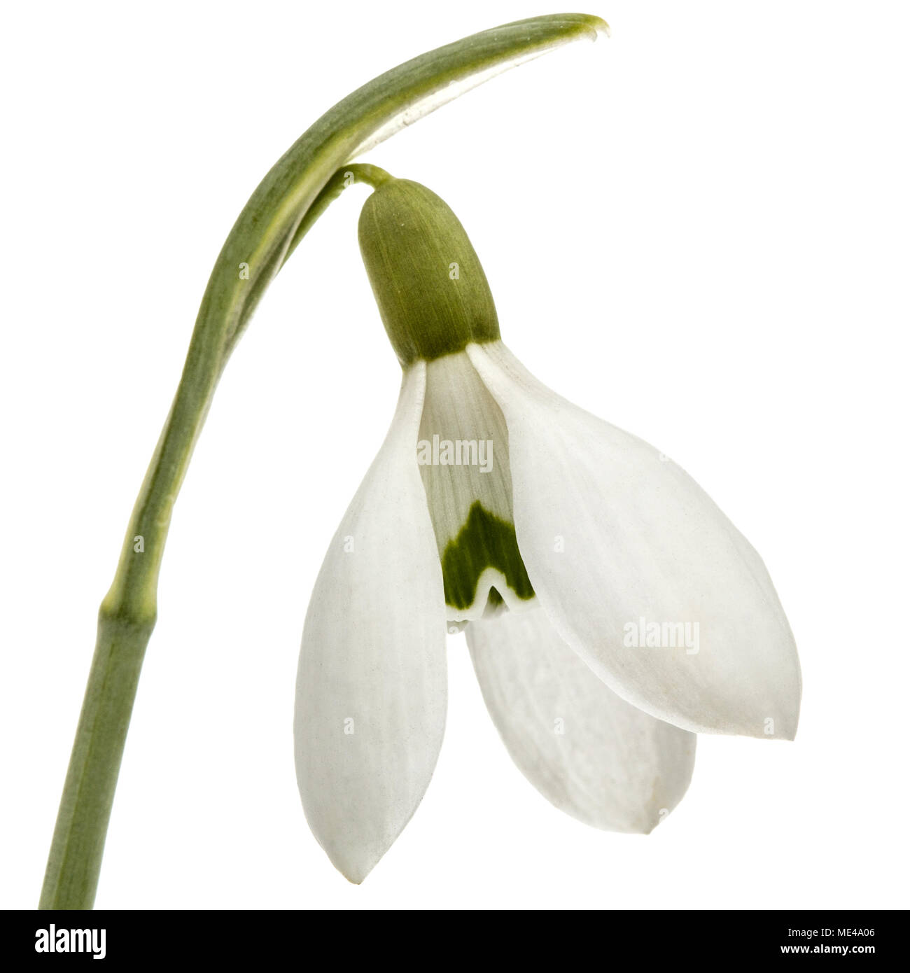 Flower of snowdrop isolated on white background Stock Photo - Alamy