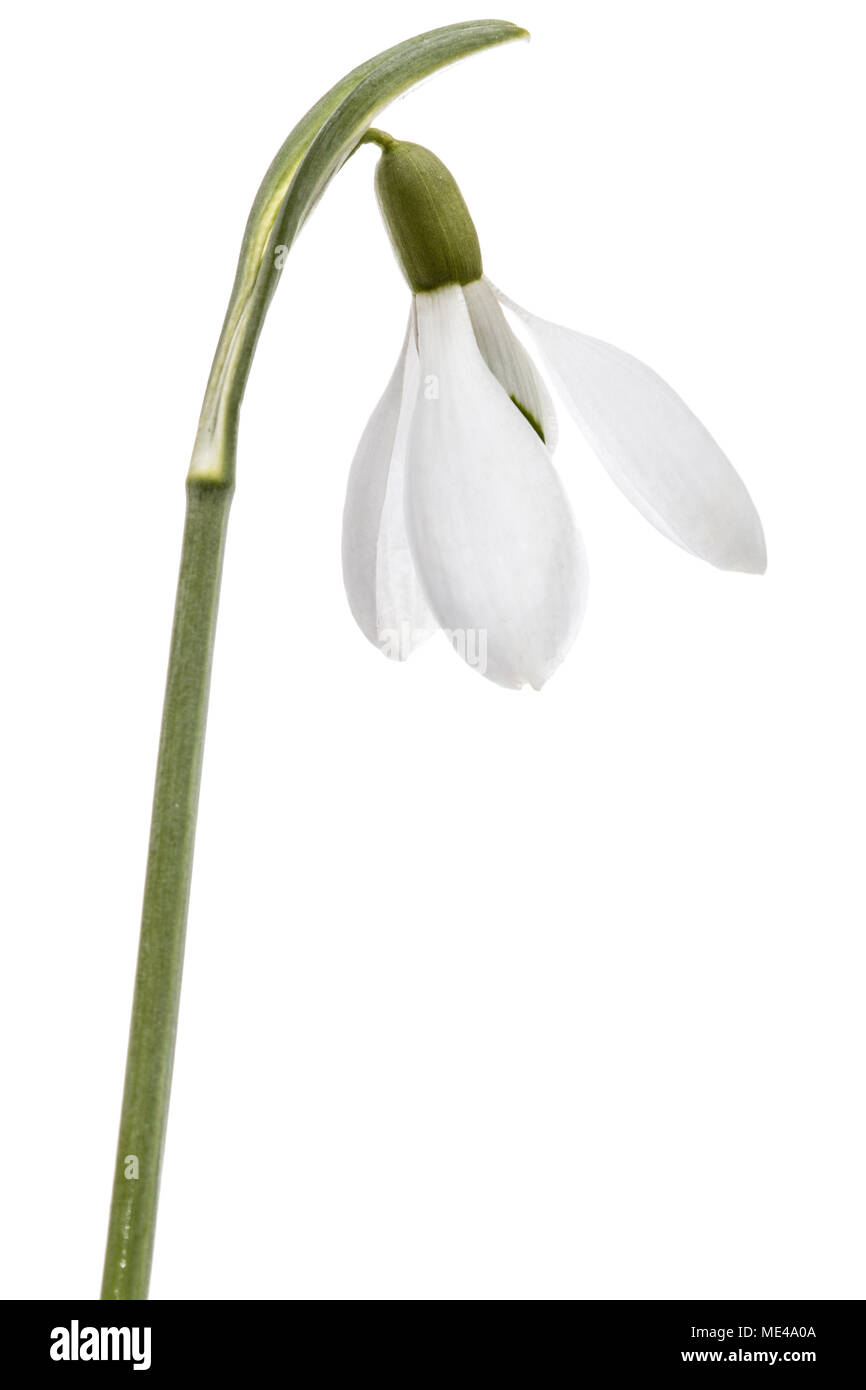 Flower of snowdrop isolated on white background Stock Photo - Alamy