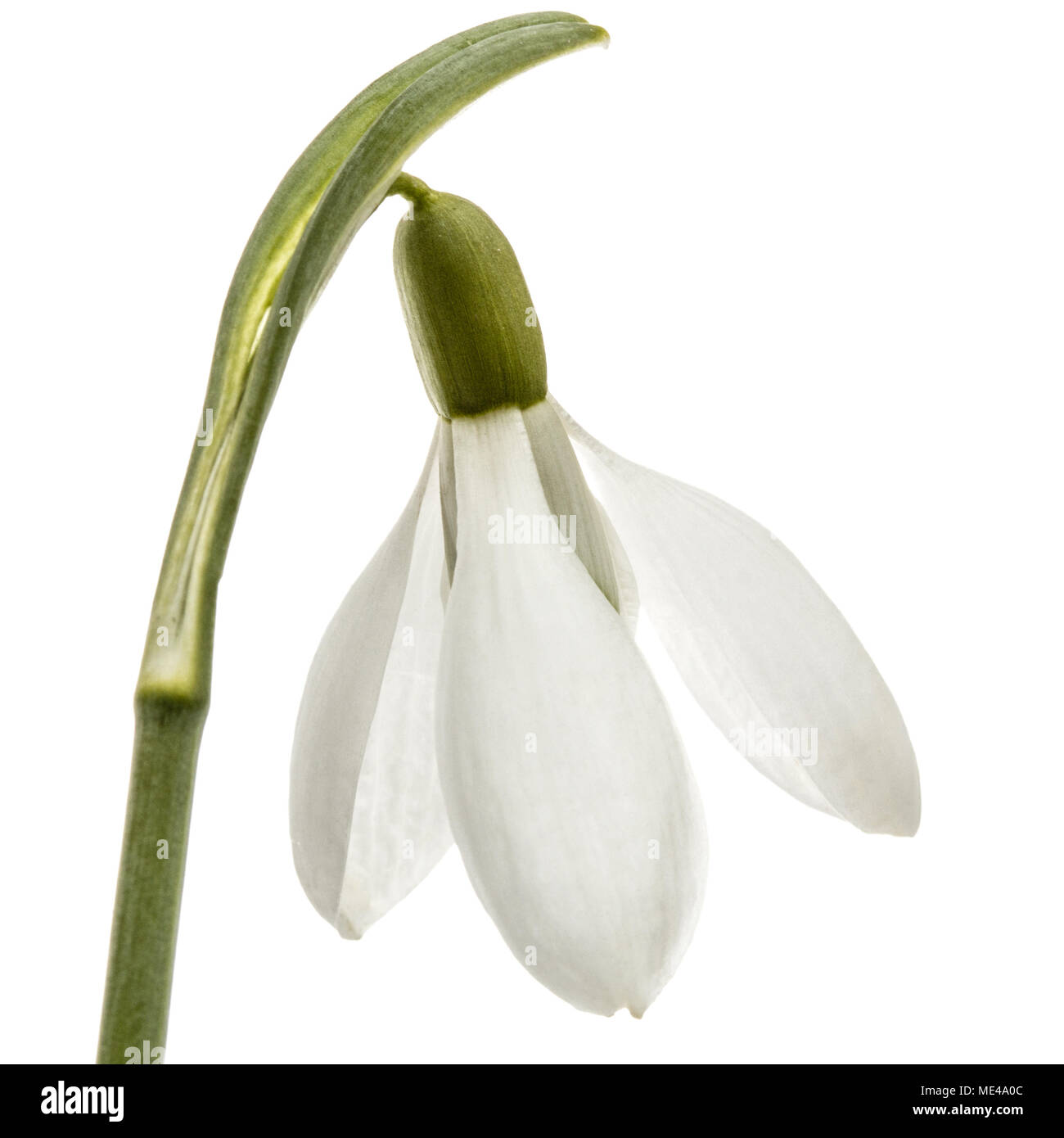 Flower of snowdrop isolated on white background Stock Photo - Alamy