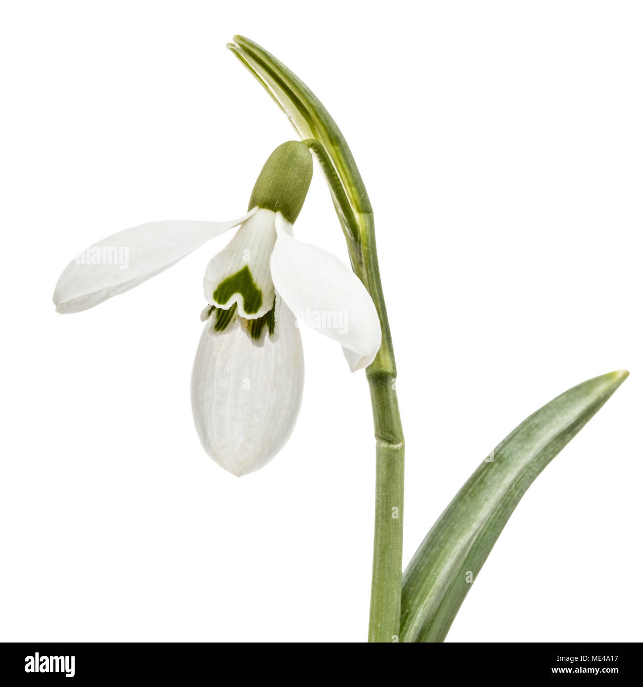 Flower of snowdrop isolated on white background Stock Photo - Alamy