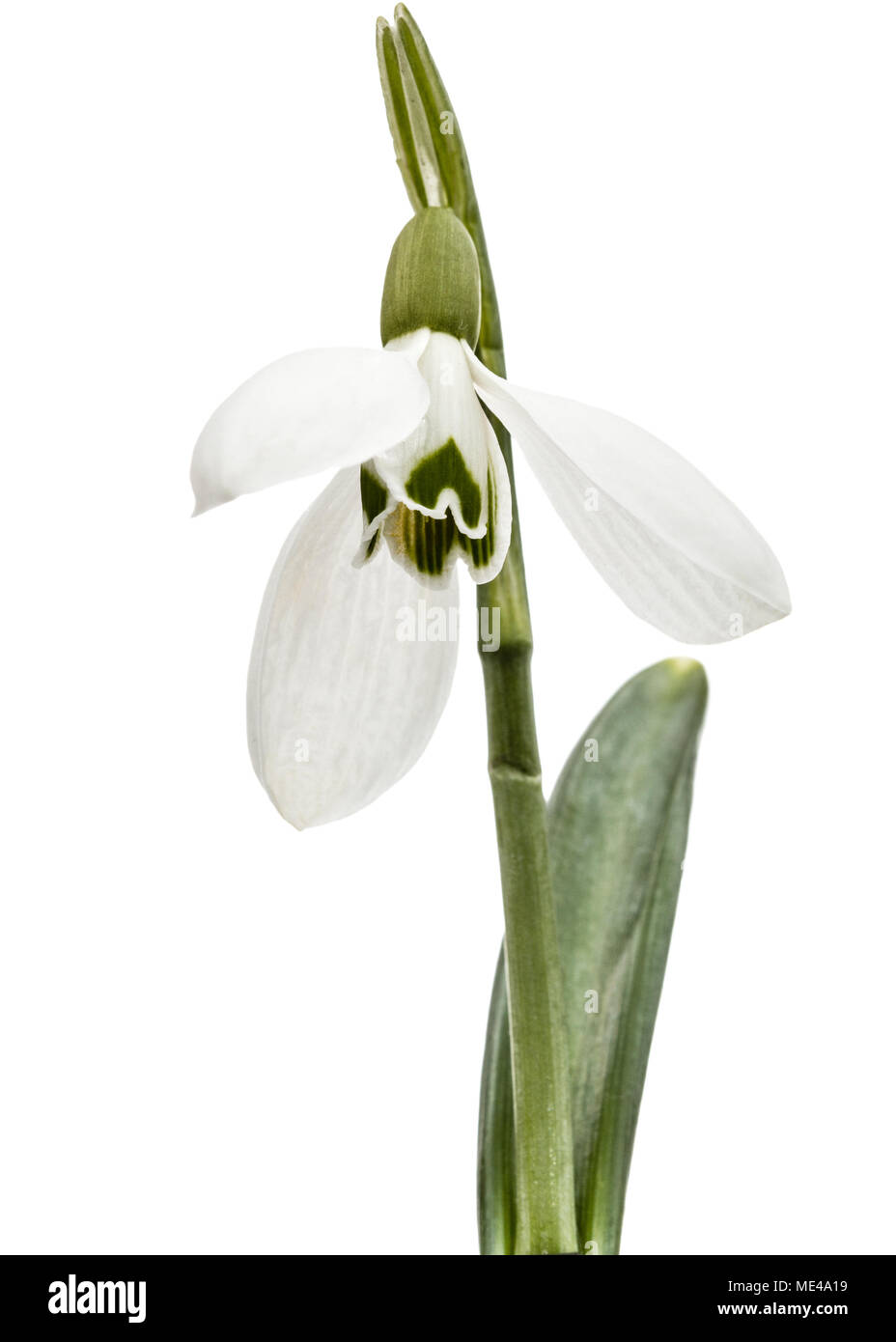 Flower of snowdrop isolated on white background Stock Photo - Alamy