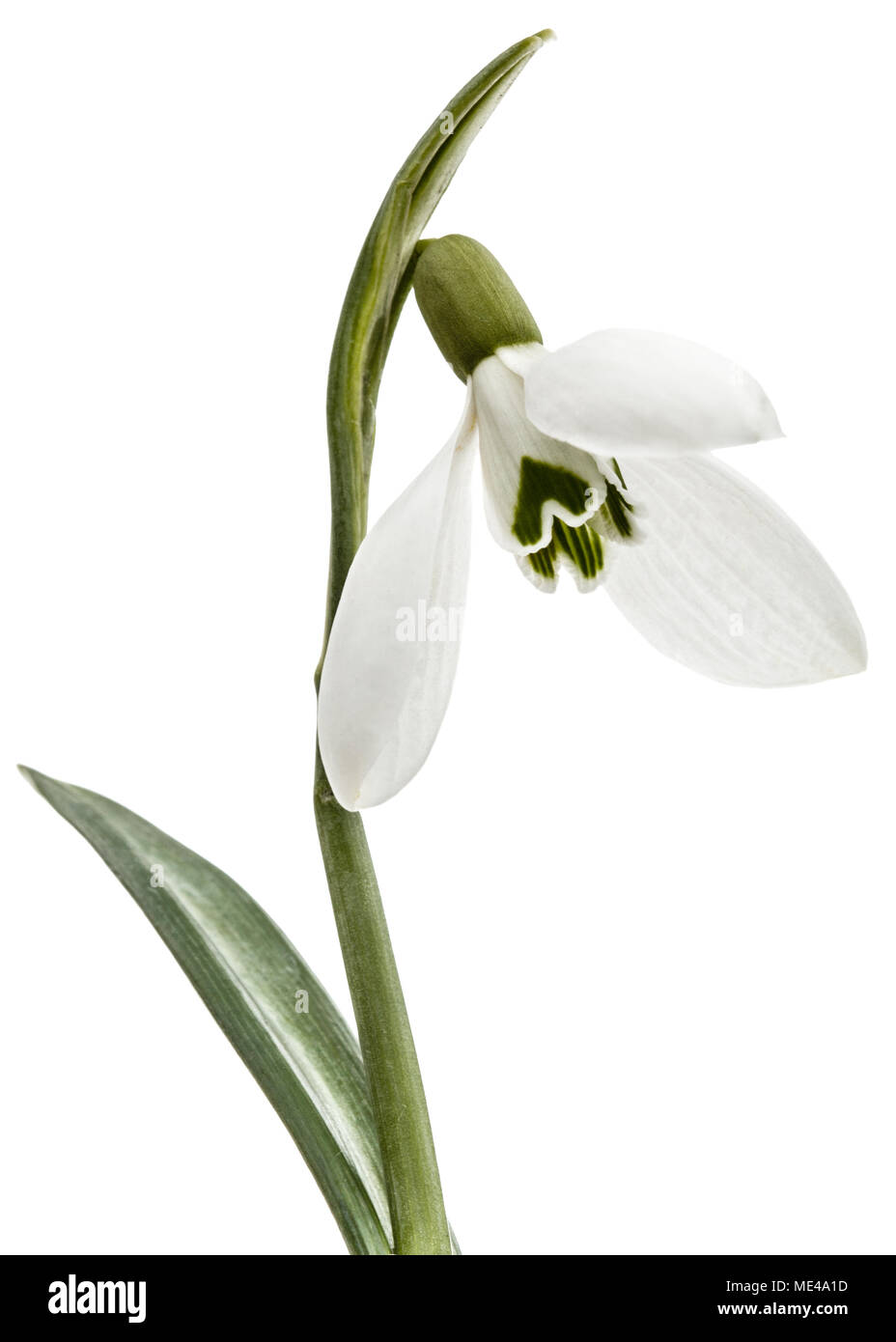 Flower of snowdrop isolated on white background Stock Photo - Alamy