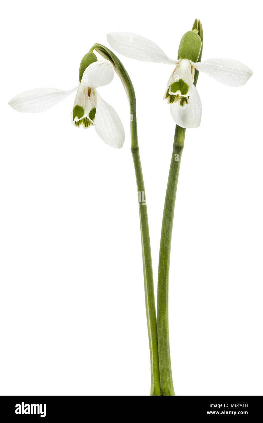 Two flower of snowdrop isolated on white background Stock Photo - Alamy
