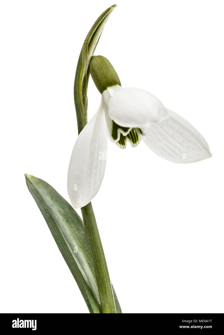 Flower of snowdrop isolated on white background Stock Photo - Alamy