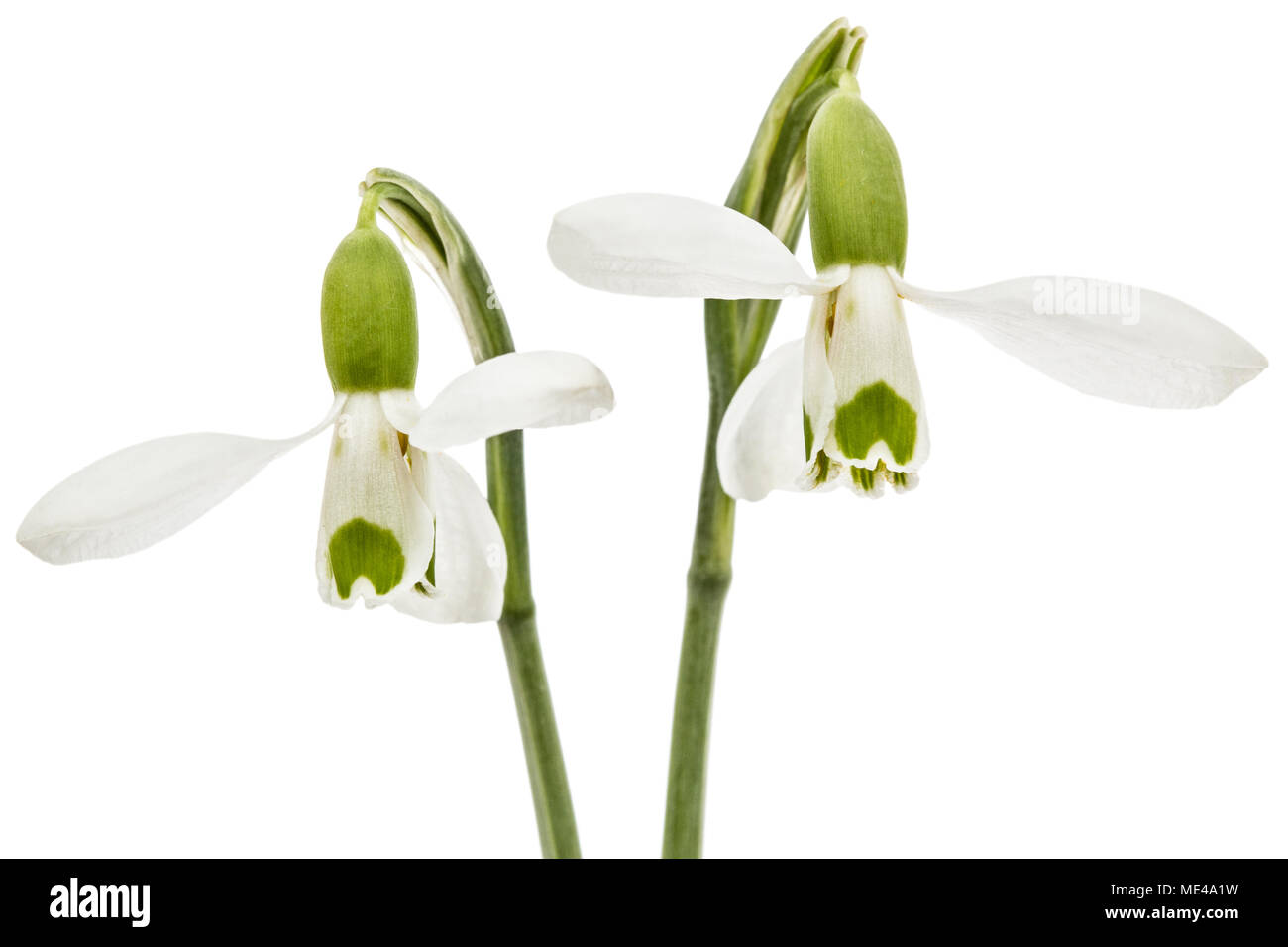 Two flower of snowdrop isolated on white background Stock Photo - Alamy