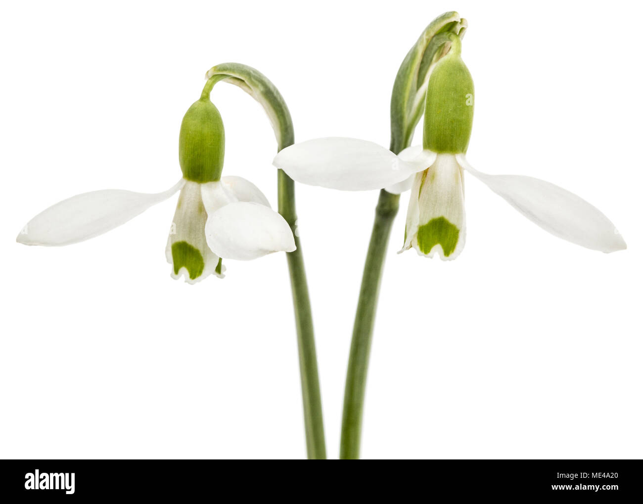 Two flower of snowdrop isolated on white background Stock Photo - Alamy