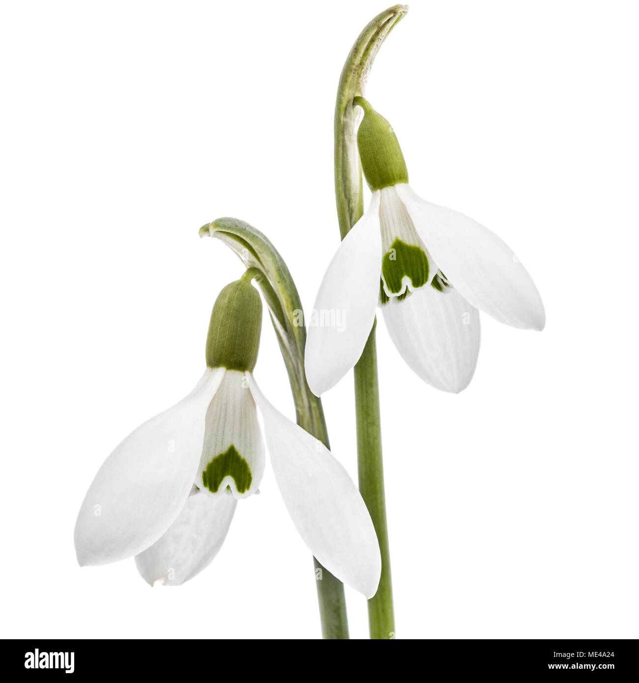 Two flower of snowdrop isolated on white background Stock Photo - Alamy