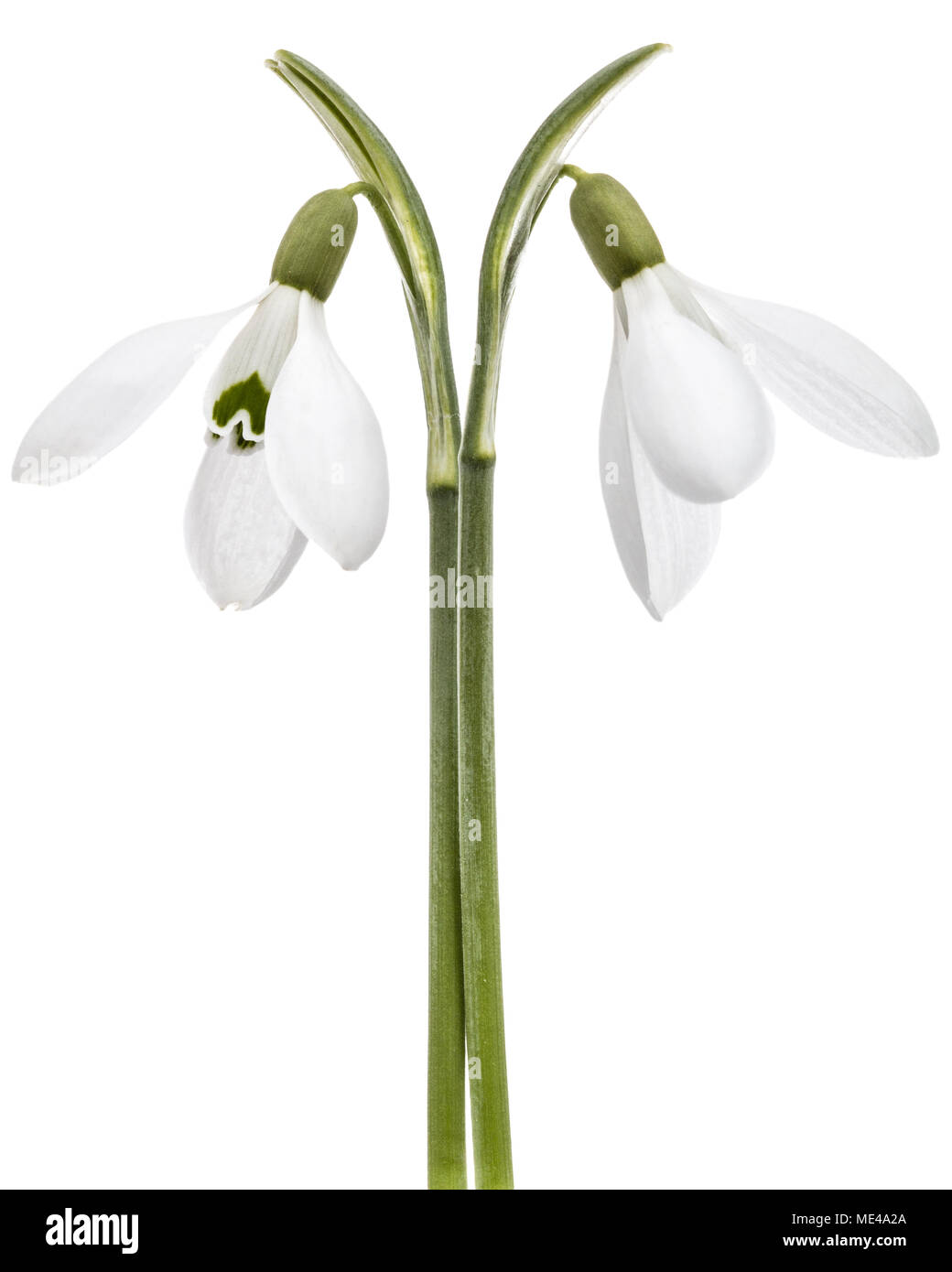Two flower of snowdrop isolated on white background Stock Photo - Alamy
