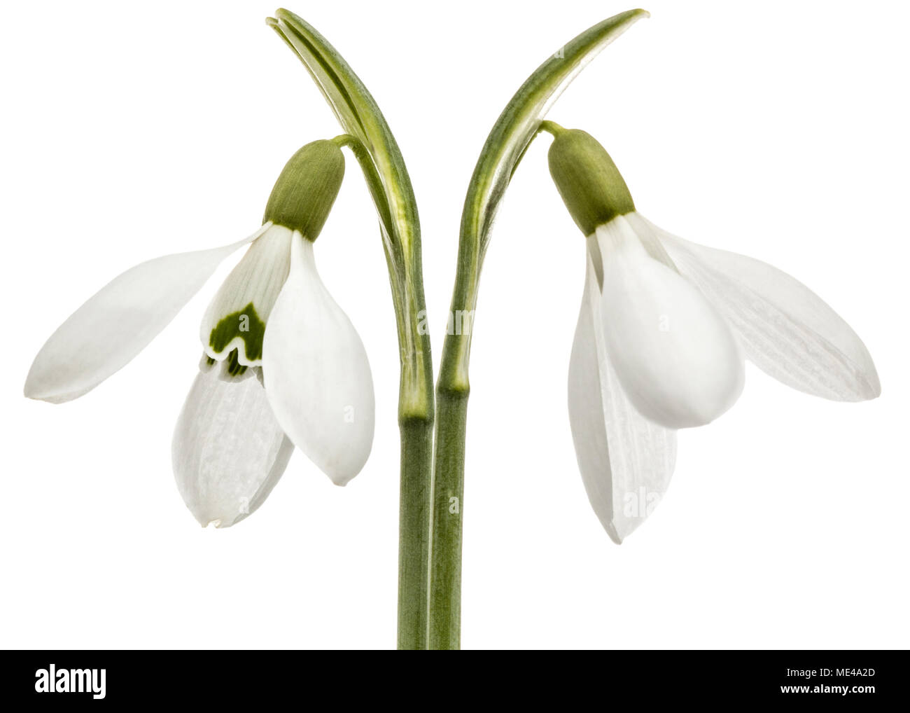 Two flower of snowdrop isolated on white background Stock Photo - Alamy