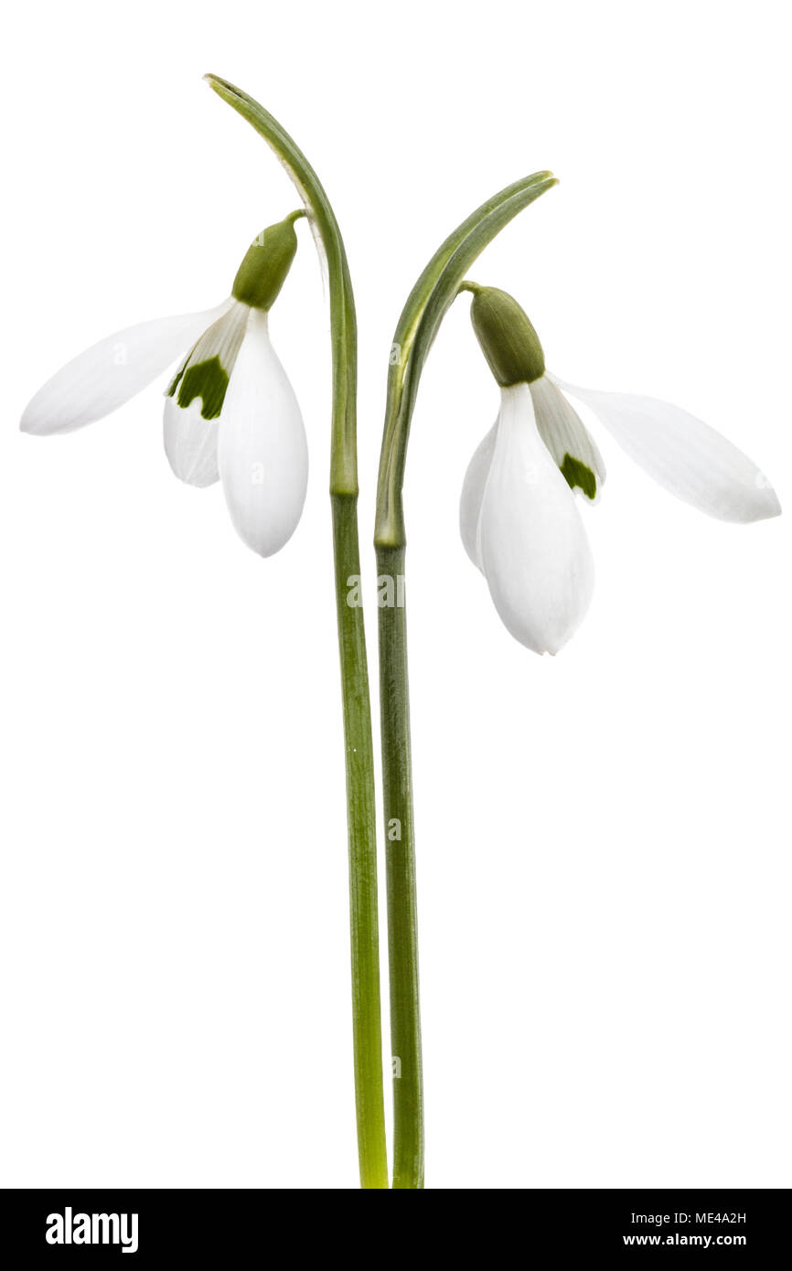 Two flower of snowdrop isolated on white background Stock Photo - Alamy