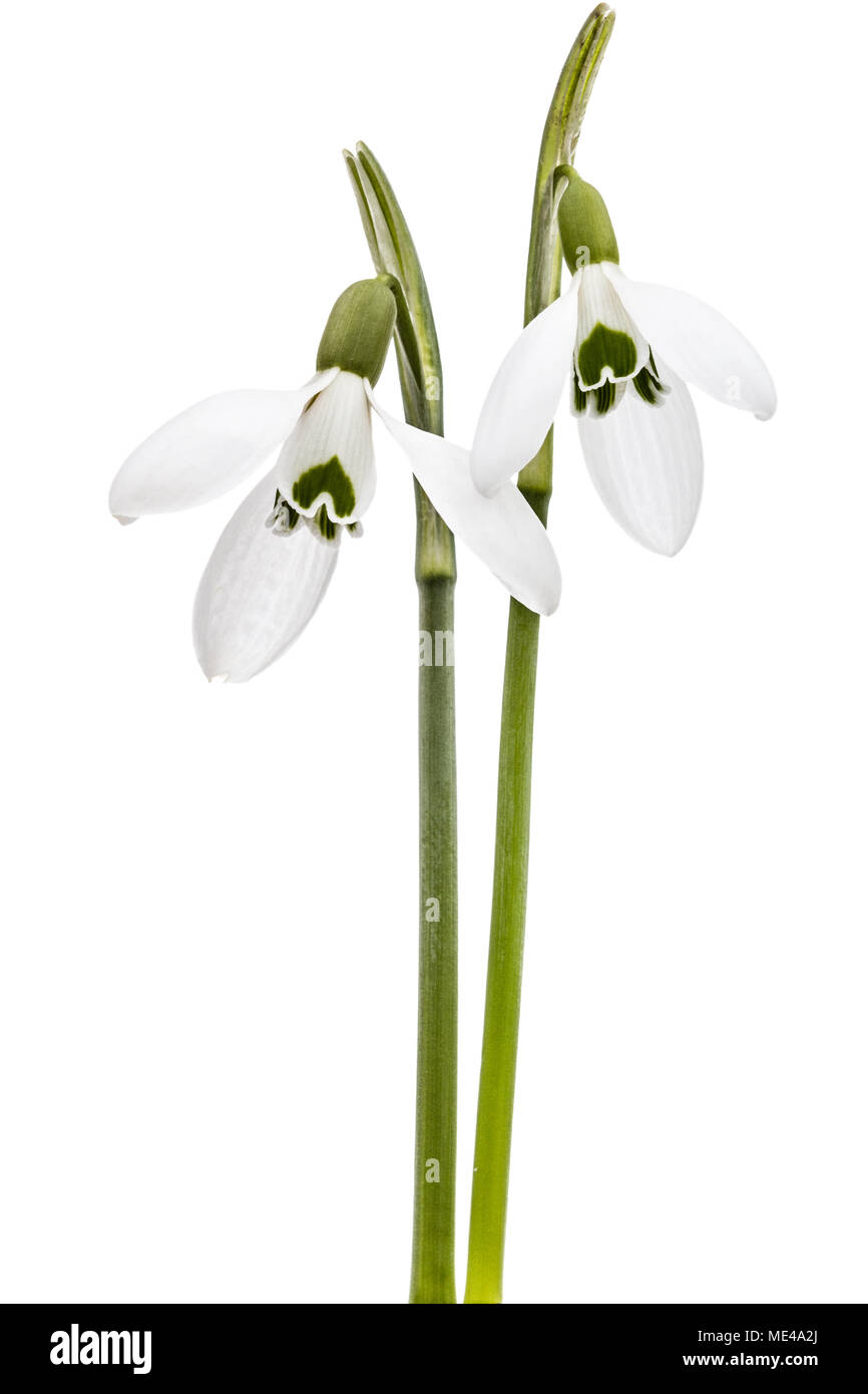 Two flower of snowdrop isolated on white background Stock Photo - Alamy