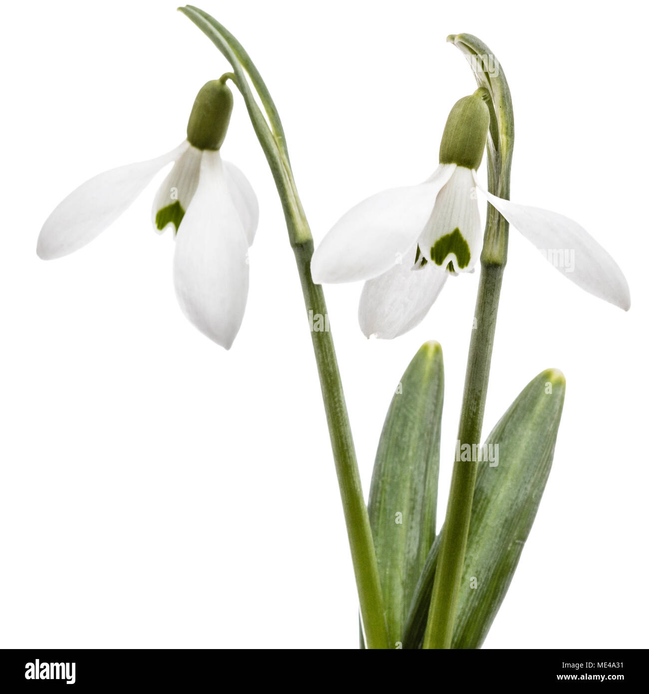 Two flower of snowdrop isolated on white background Stock Photo - Alamy