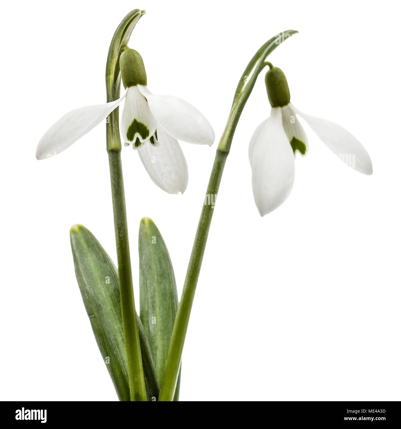 Two flower of snowdrop isolated on white background Stock Photo - Alamy