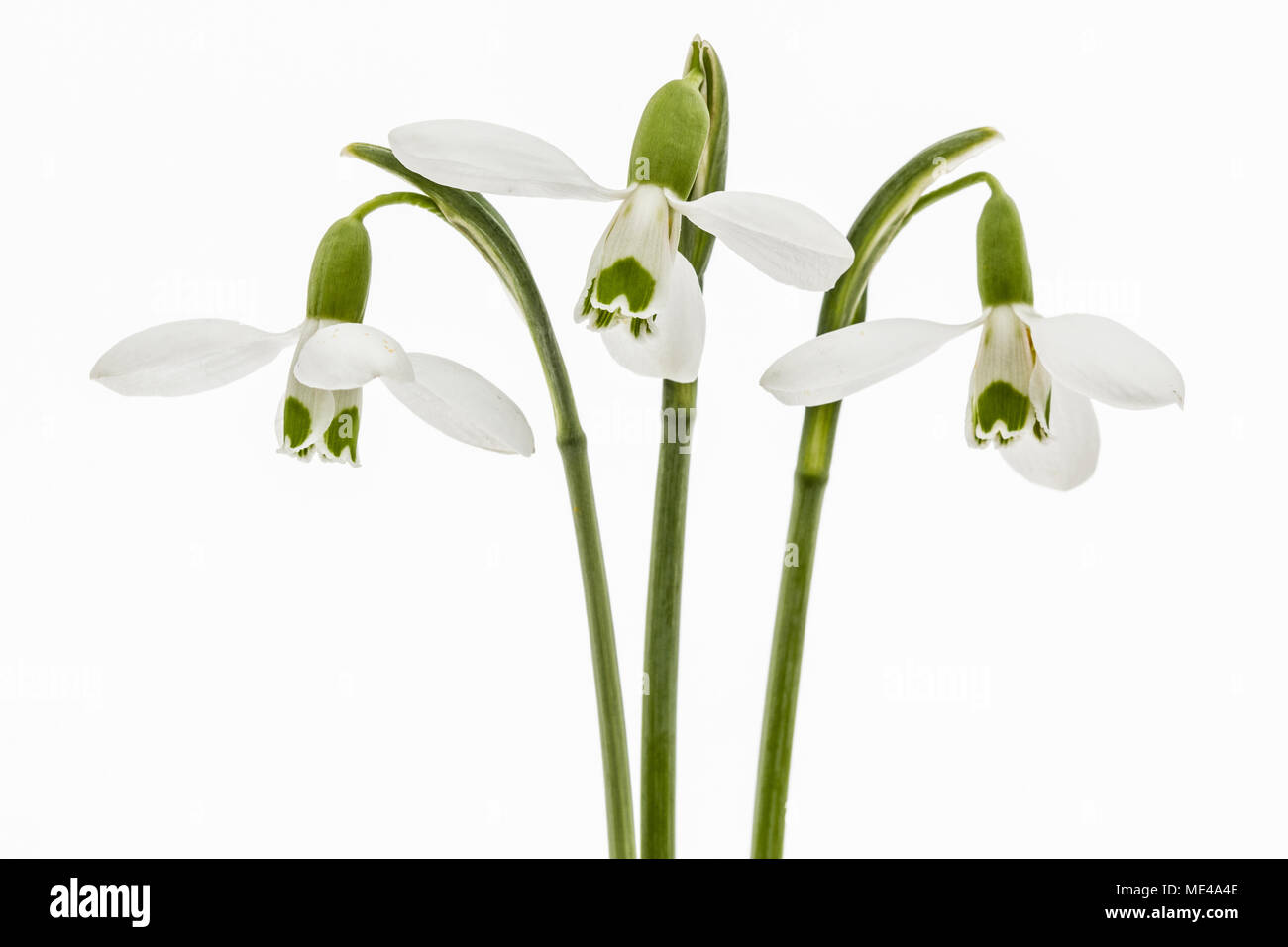 Three flower of snowdrop isolated on white background Stock Photo - Alamy