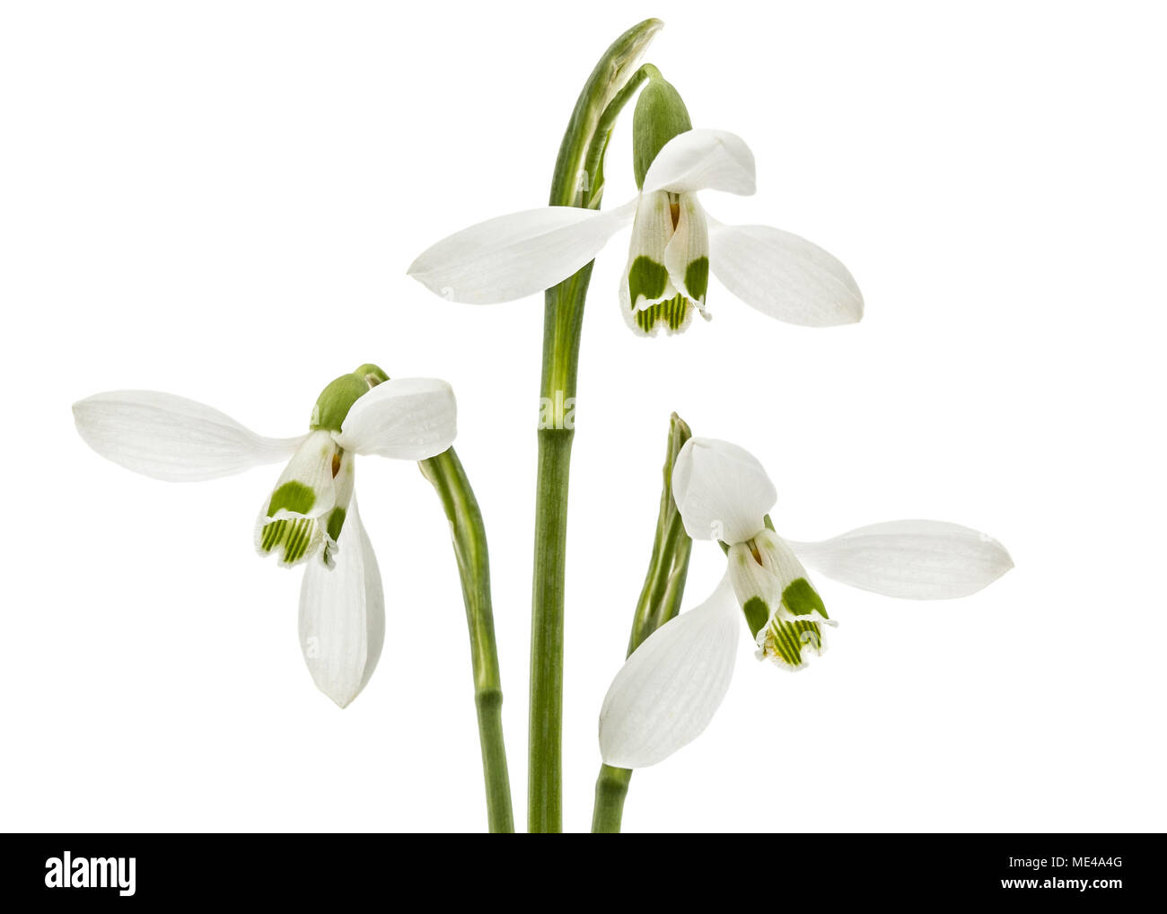 Three flower of snowdrop isolated on white background Stock Photo - Alamy