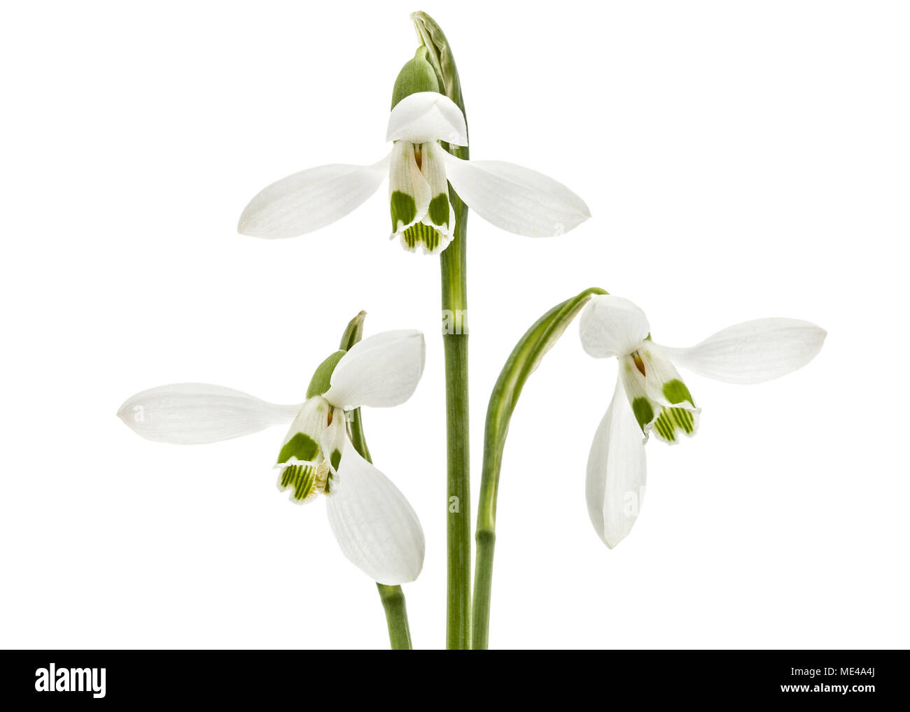 Three flower of snowdrop isolated on white background Stock Photo - Alamy