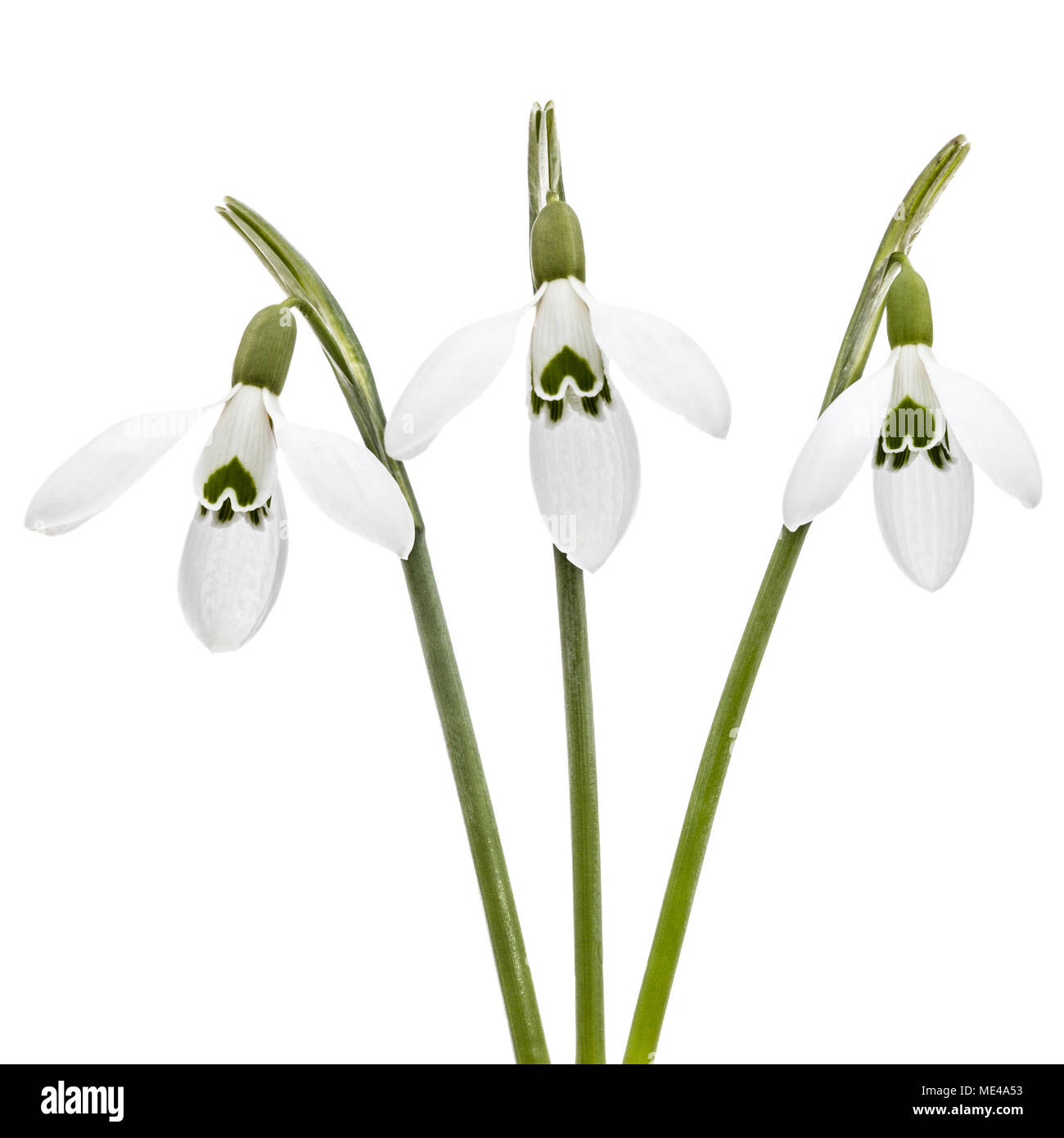 Three flower of snowdrop isolated on white background Stock Photo - Alamy
