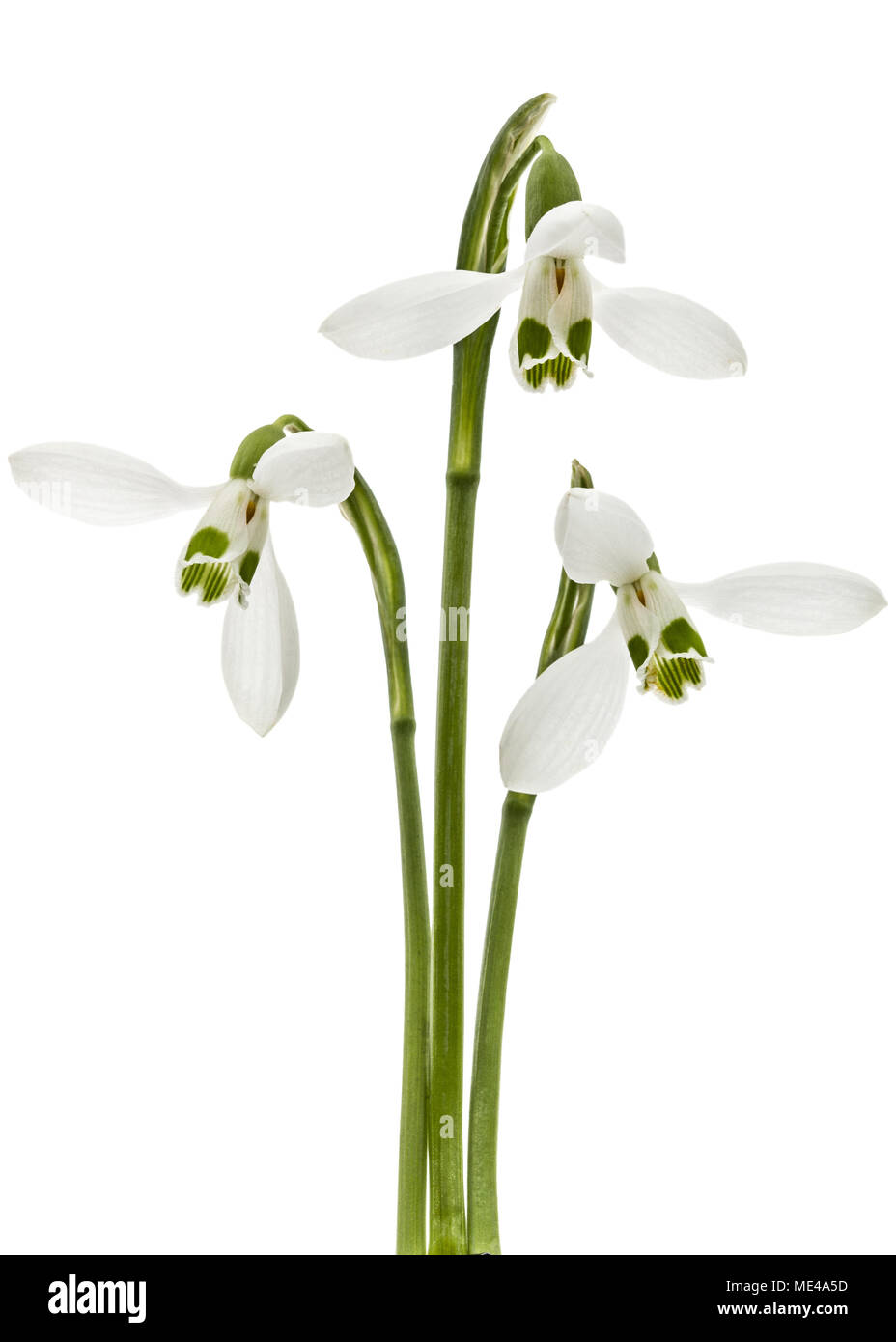 Three flower of snowdrop isolated on white background Stock Photo - Alamy