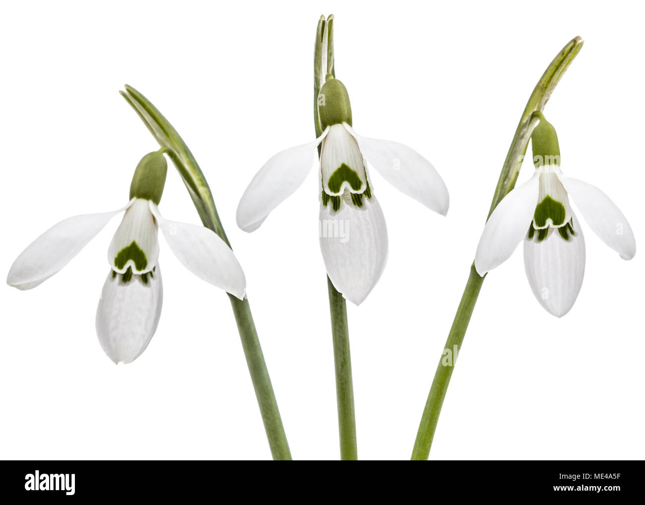 Three flower of snowdrop isolated on white background Stock Photo - Alamy