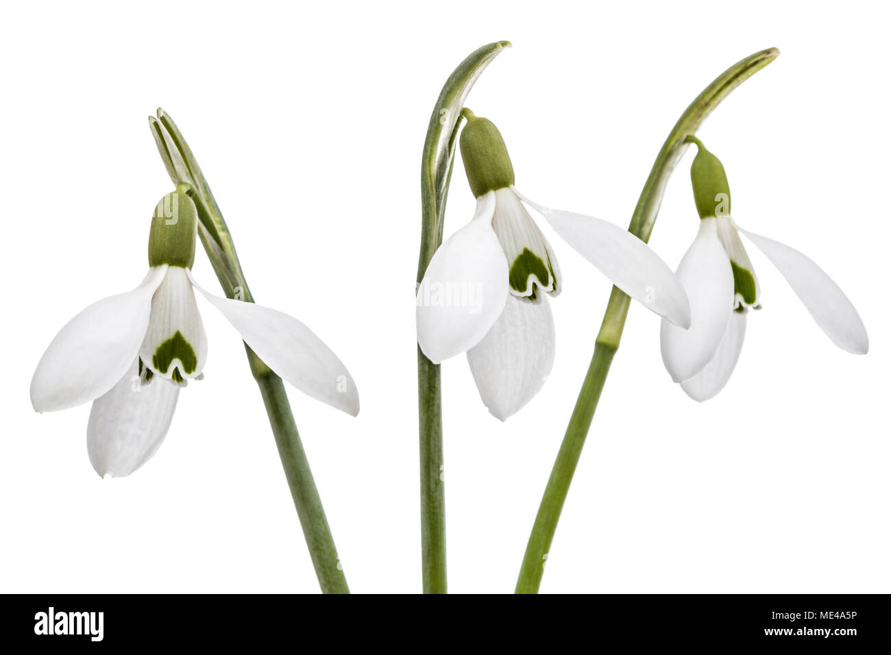 Three flower of snowdrop isolated on white background Stock Photo - Alamy