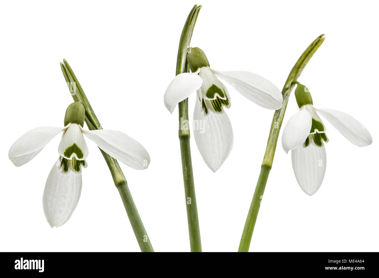 Three flower of snowdrop isolated on white background Stock Photo - Alamy