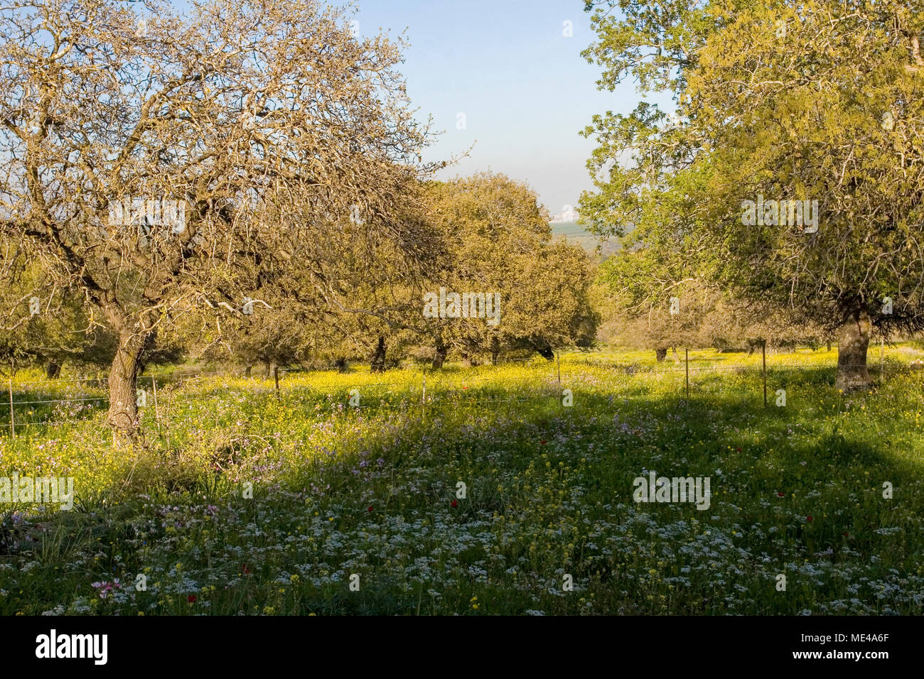 Israel, Galilee, Spring flowers blooming amongst trees Stock Photo - Alamy