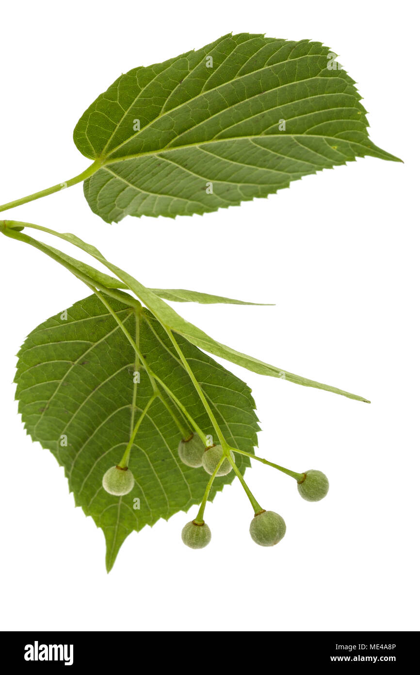 Green leaves and fruits of linden, isolated on white background Stock ...