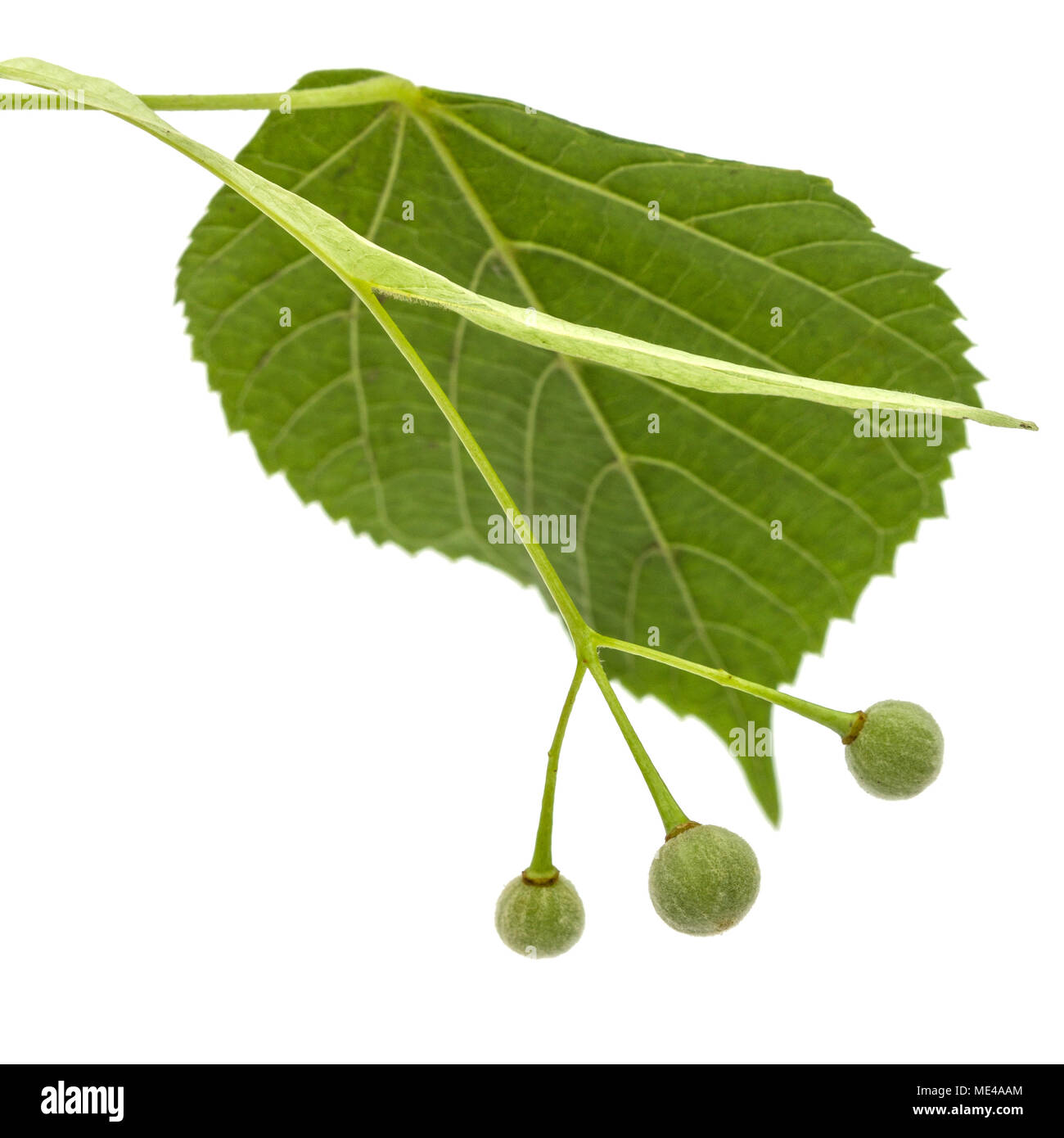 Green leaves and fruits of linden, isolated on white background Stock ...