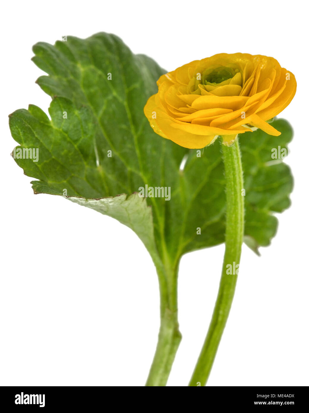 Flower of buttercup, isolated on white background Stock Photo - Alamy