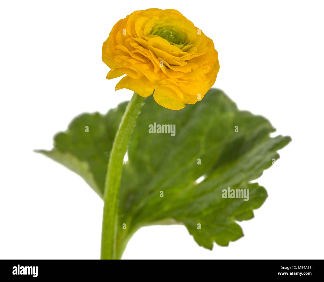 Flower of buttercup, isolated on white background Stock Photo - Alamy