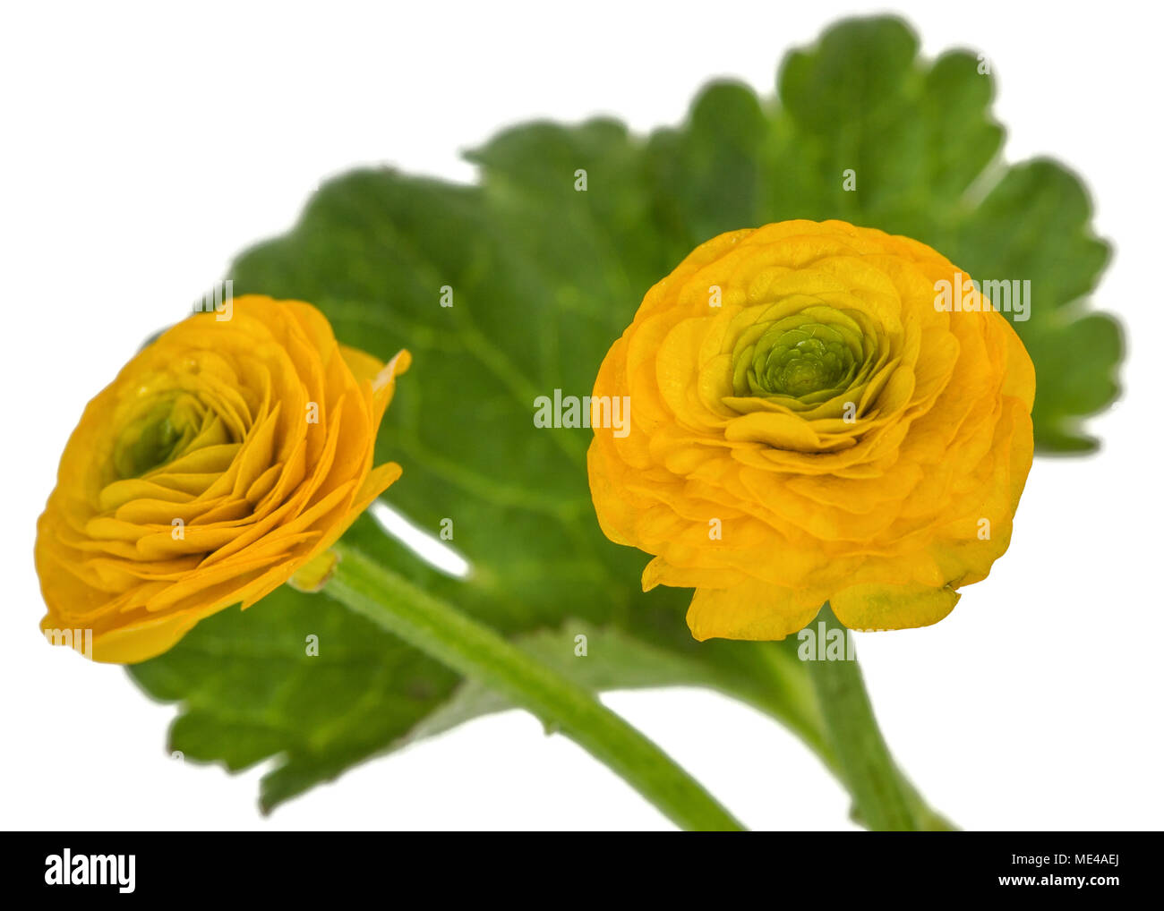 Flower of buttercup, isolated on white background Stock Photo - Alamy