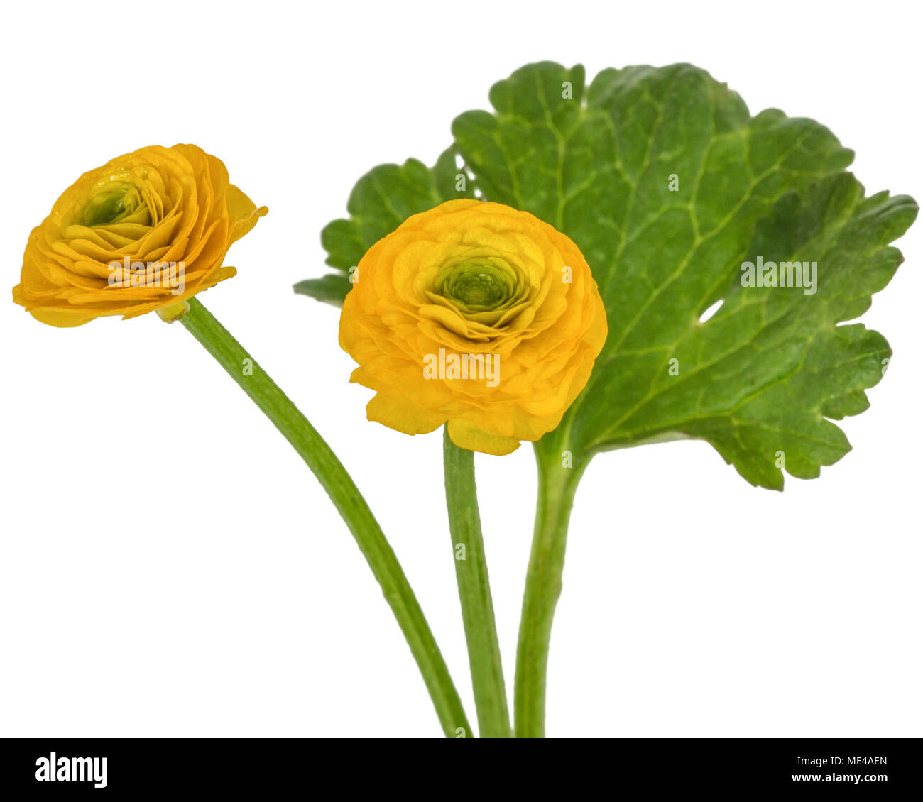 Flower of buttercup, isolated on white background Stock Photo - Alamy