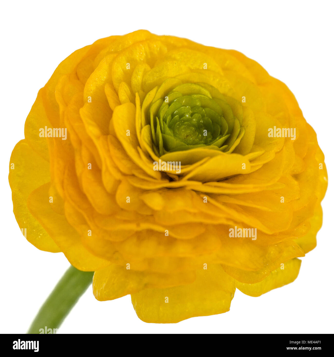 Flower of buttercup, isolated on white background Stock Photo - Alamy