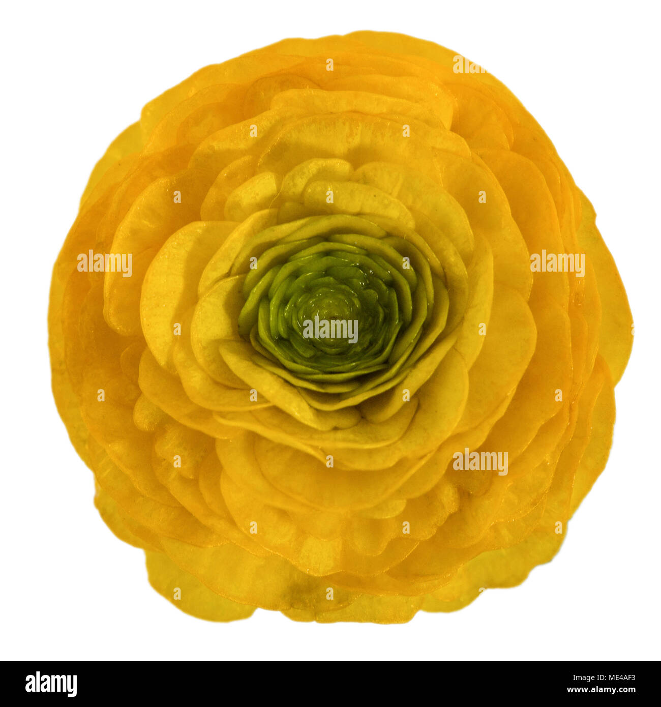 Flower of buttercup, isolated on white background Stock Photo - Alamy