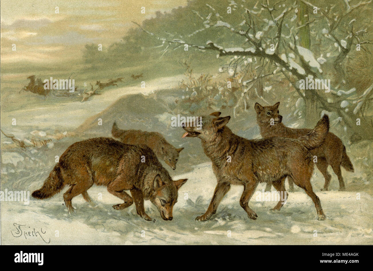 Wolves, wolf pack in Winter, Specht, Friedrich 1898 Stock Photo - Alamy