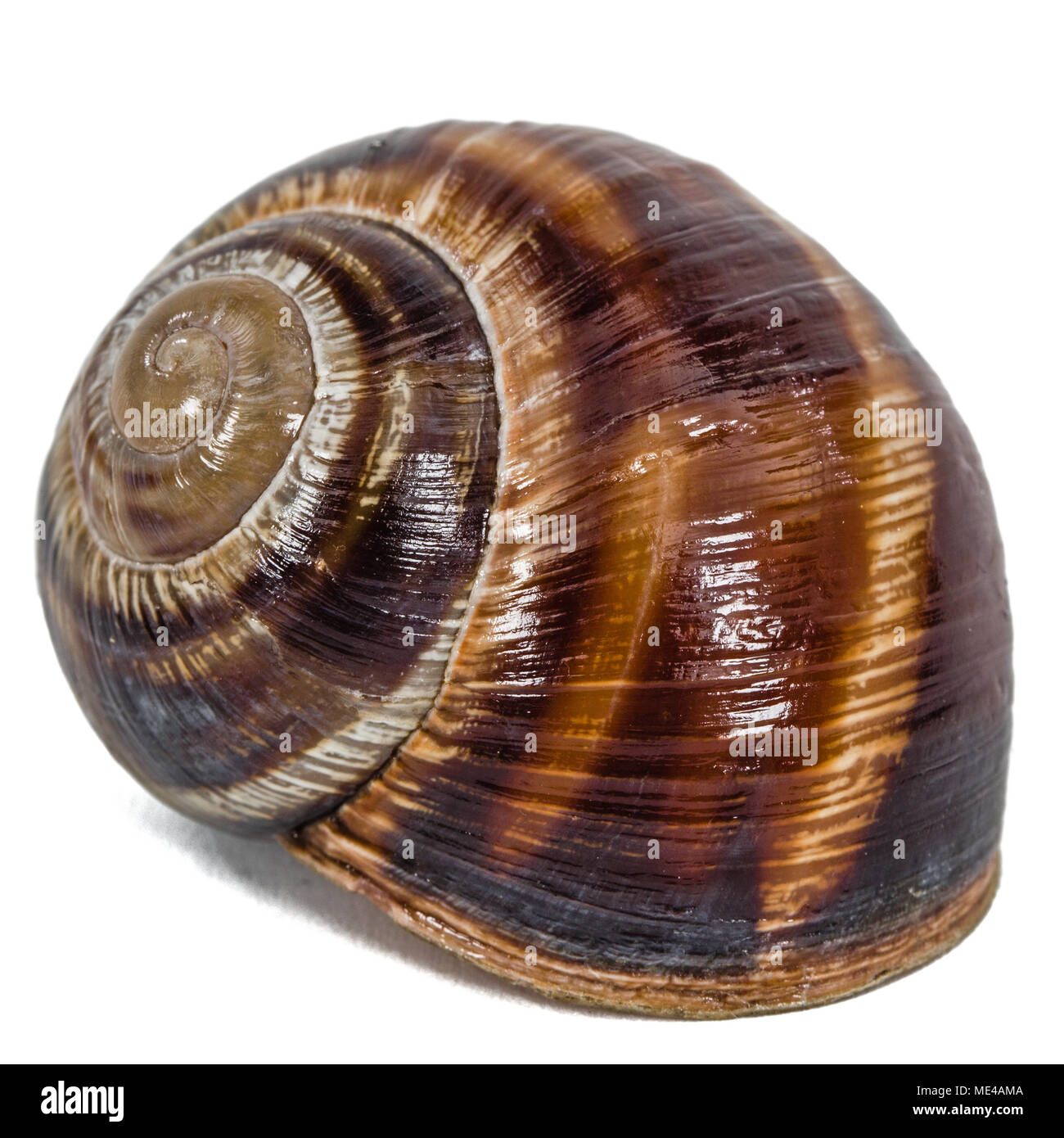 Spiral shell of snail, isolated on white background Stock Photo - Alamy