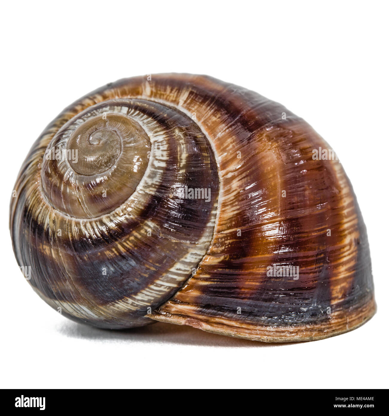 Spiral shell of snail, isolated on white background Stock Photo - Alamy
