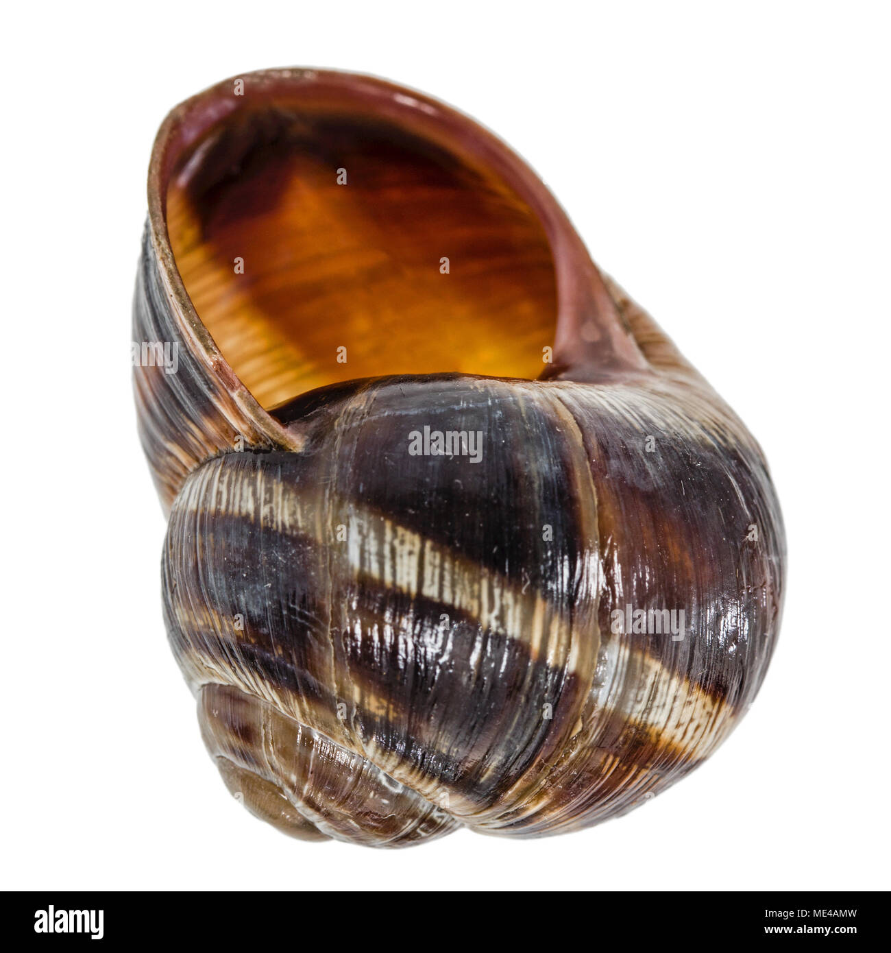 Spiral shell of snail, isolated on white background Stock Photo - Alamy