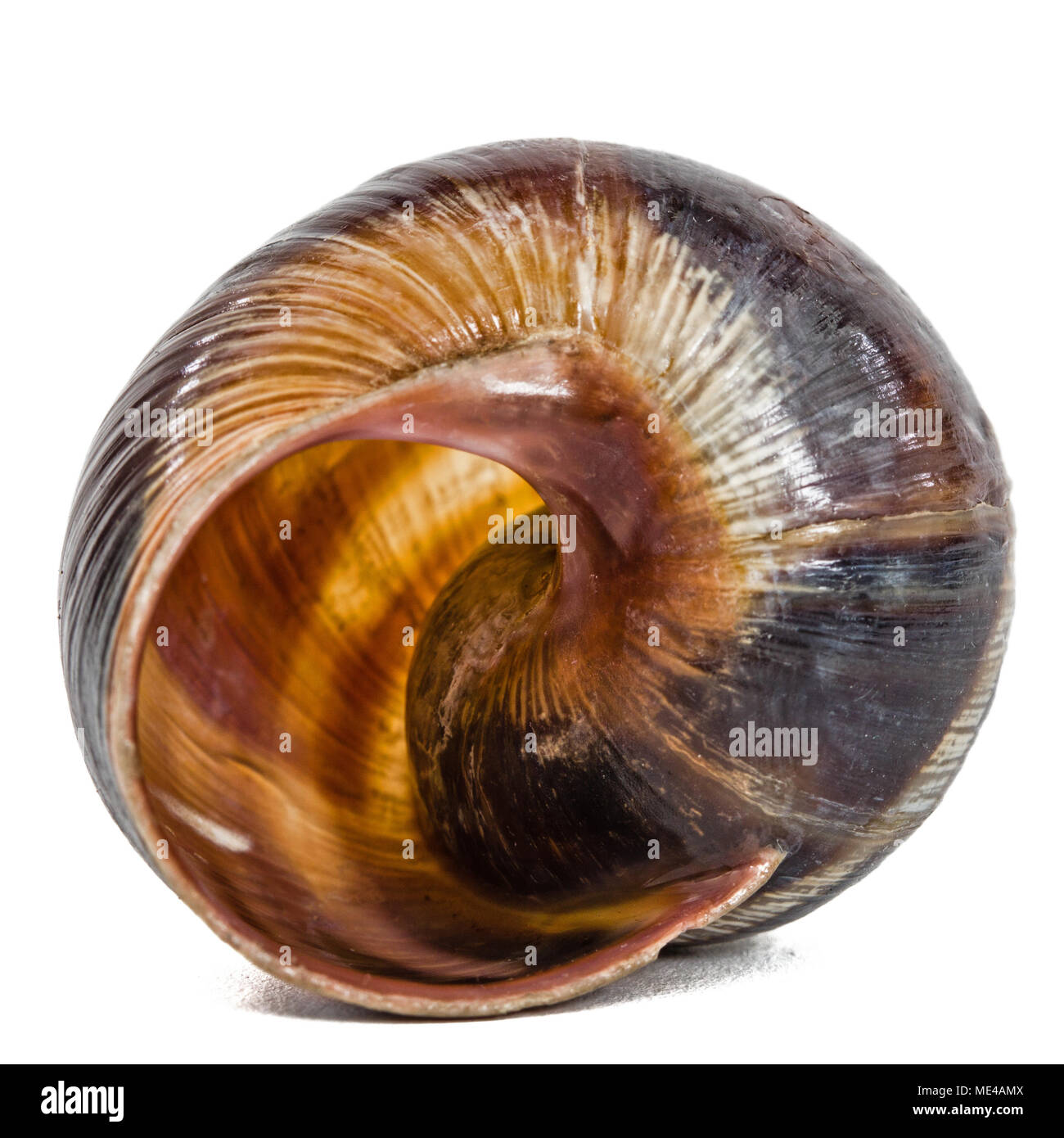 Spiral shell of snail, isolated on white background Stock Photo - Alamy