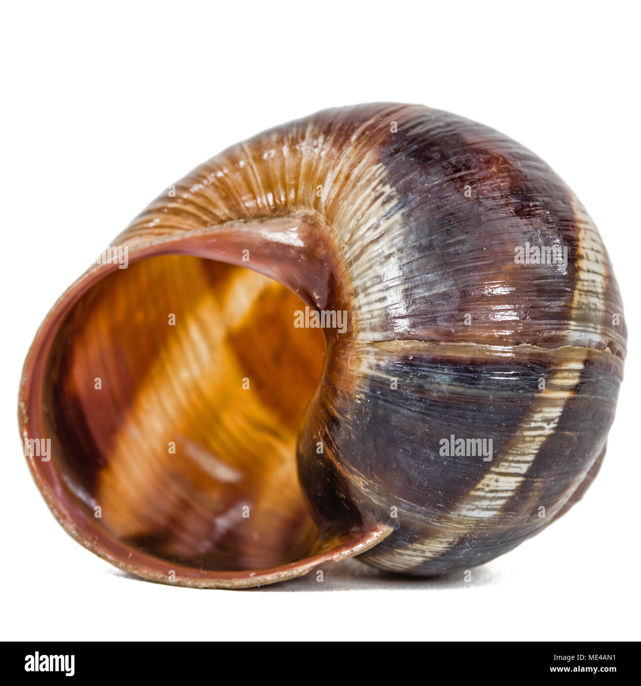 Spiral shell of snail, isolated on white background Stock Photo - Alamy