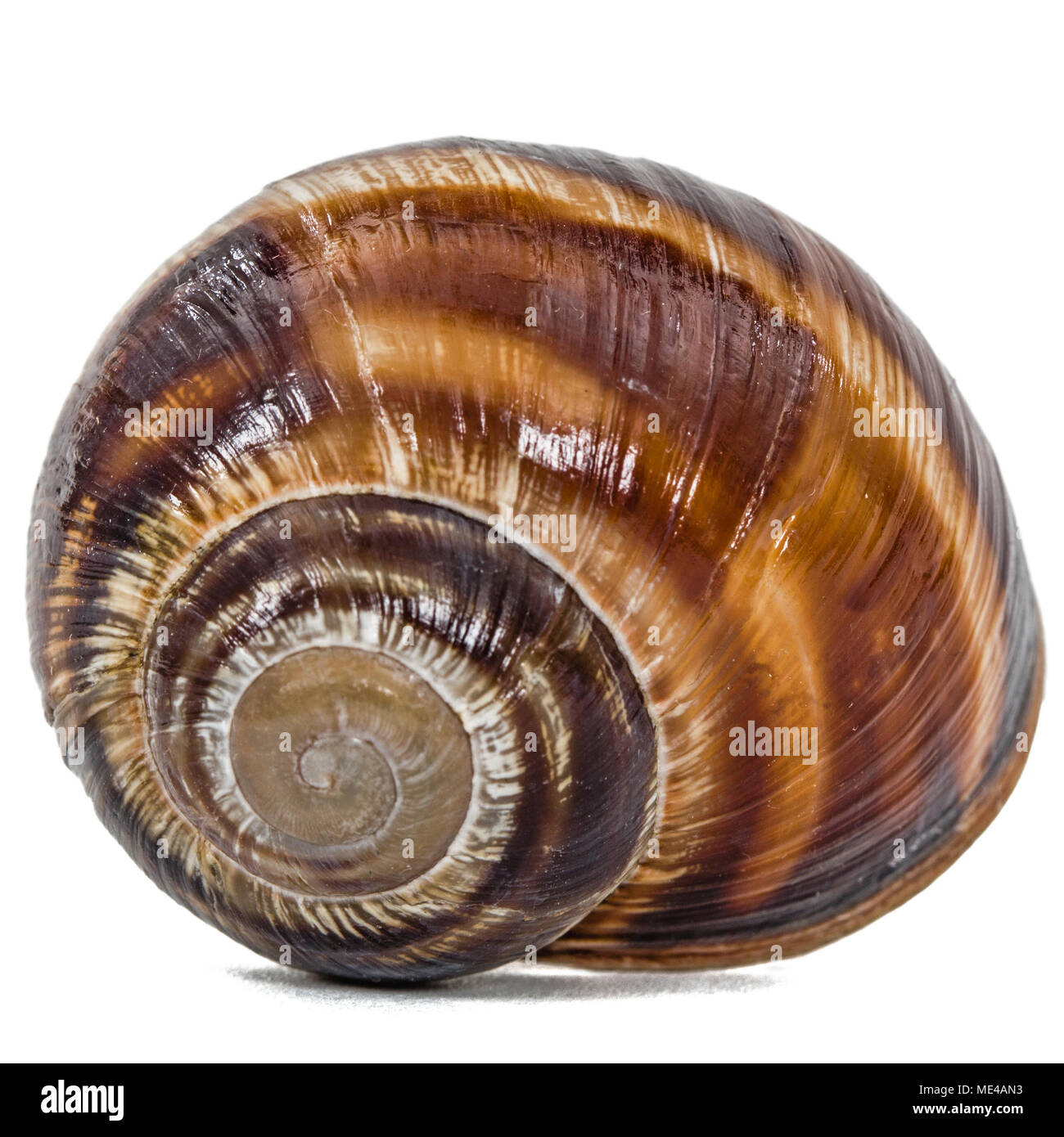 Spiral shell of snail, isolated on white background Stock Photo - Alamy