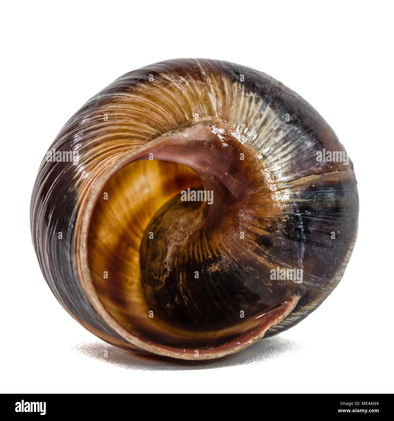 Spiral shell of snail, isolated on white background Stock Photo - Alamy