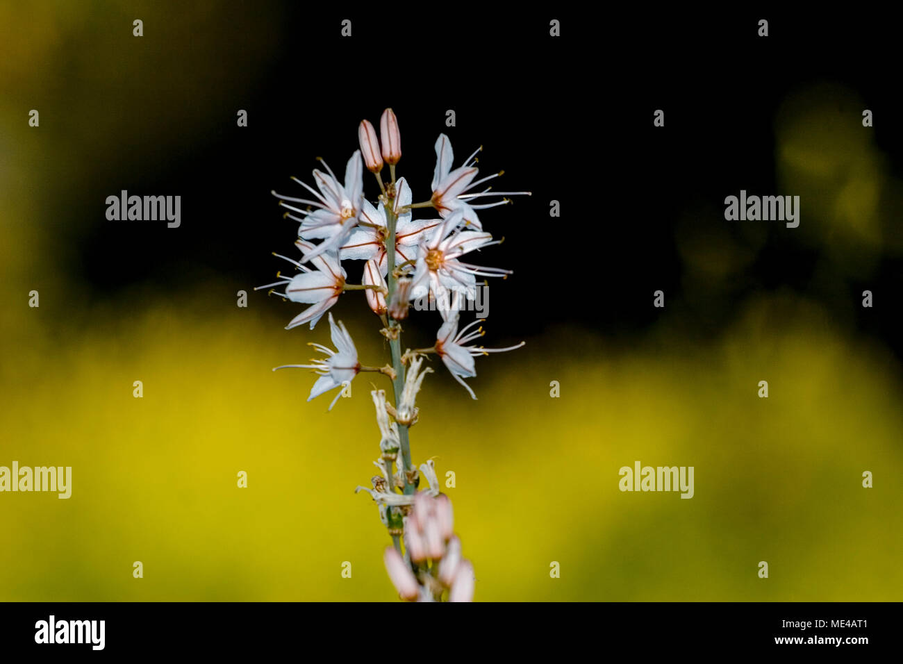 Asphodelus ramosus, also known as branched asphodel, is a perennial ...