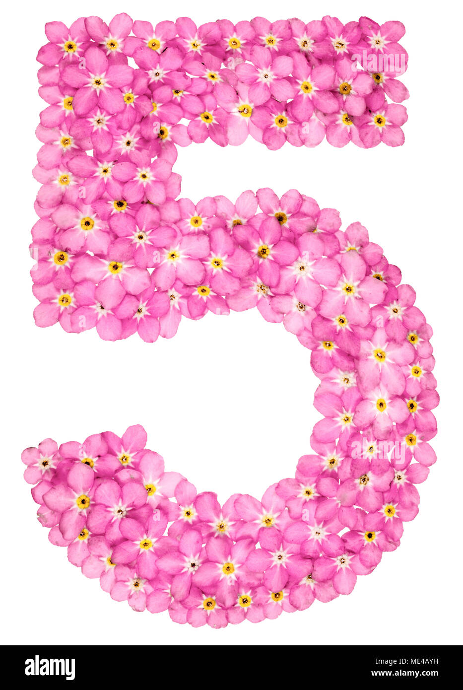 Arabic numeral 5, five, from pink forget-me-not flowers, isolated on ...