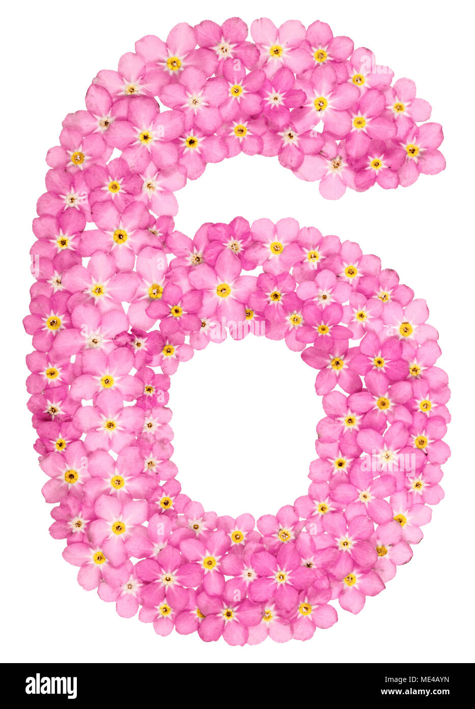 Arabic numeral 6, six, from pink forget-me-not flowers, isolated on ...