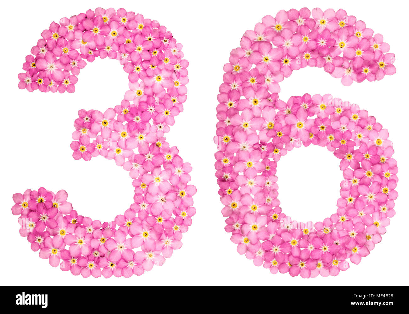 Arabic numeral 36, thirty six, from pink forget-me-not flowers ...